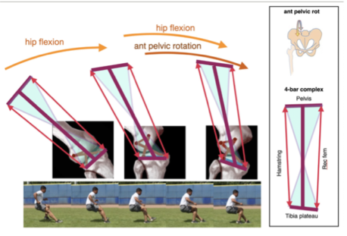 Authentic Extension And The Secrets Of The Pelvis | Florida Baseball ...
