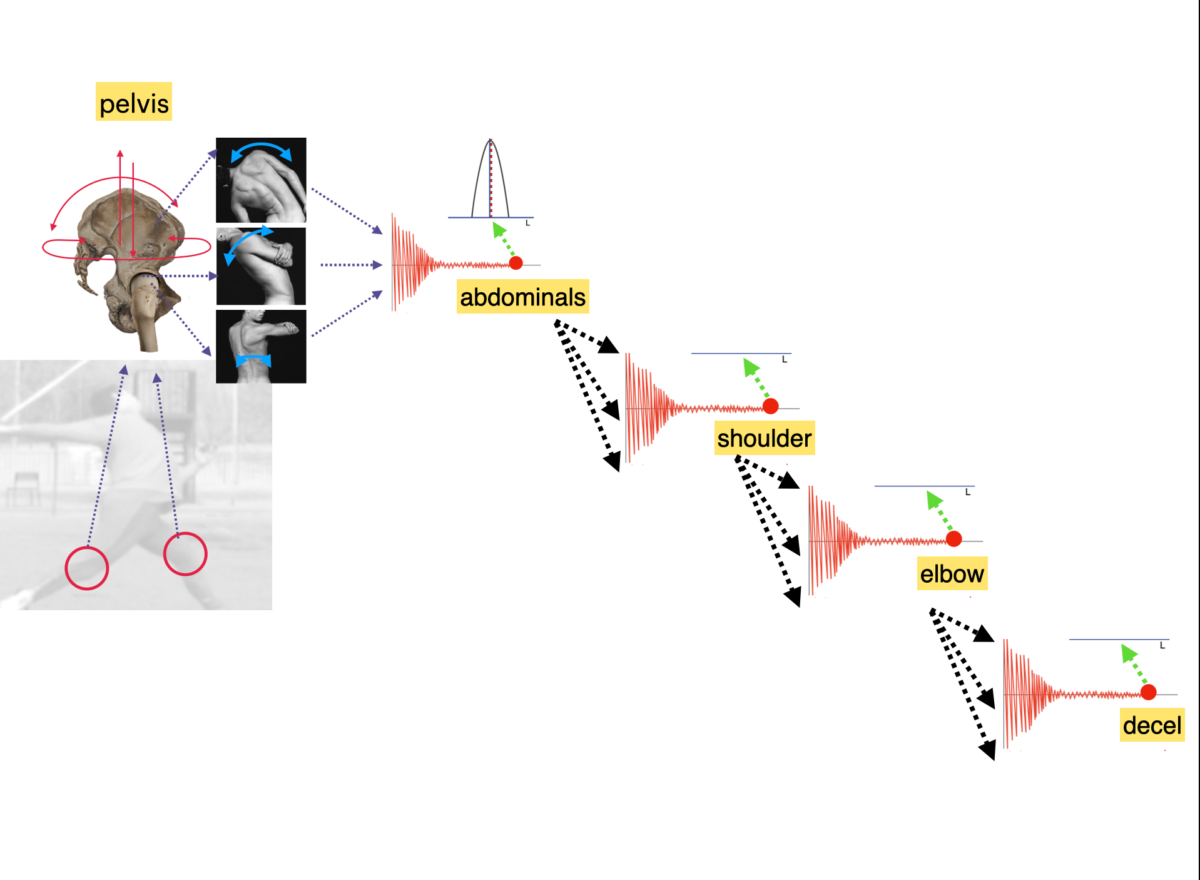The Critical Role Of The IT Band In Pitching | Florida Baseball ARMory ...